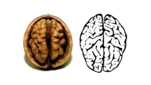WHY WALNUTS LOOKS LIKE THE HUMAN BRAIN